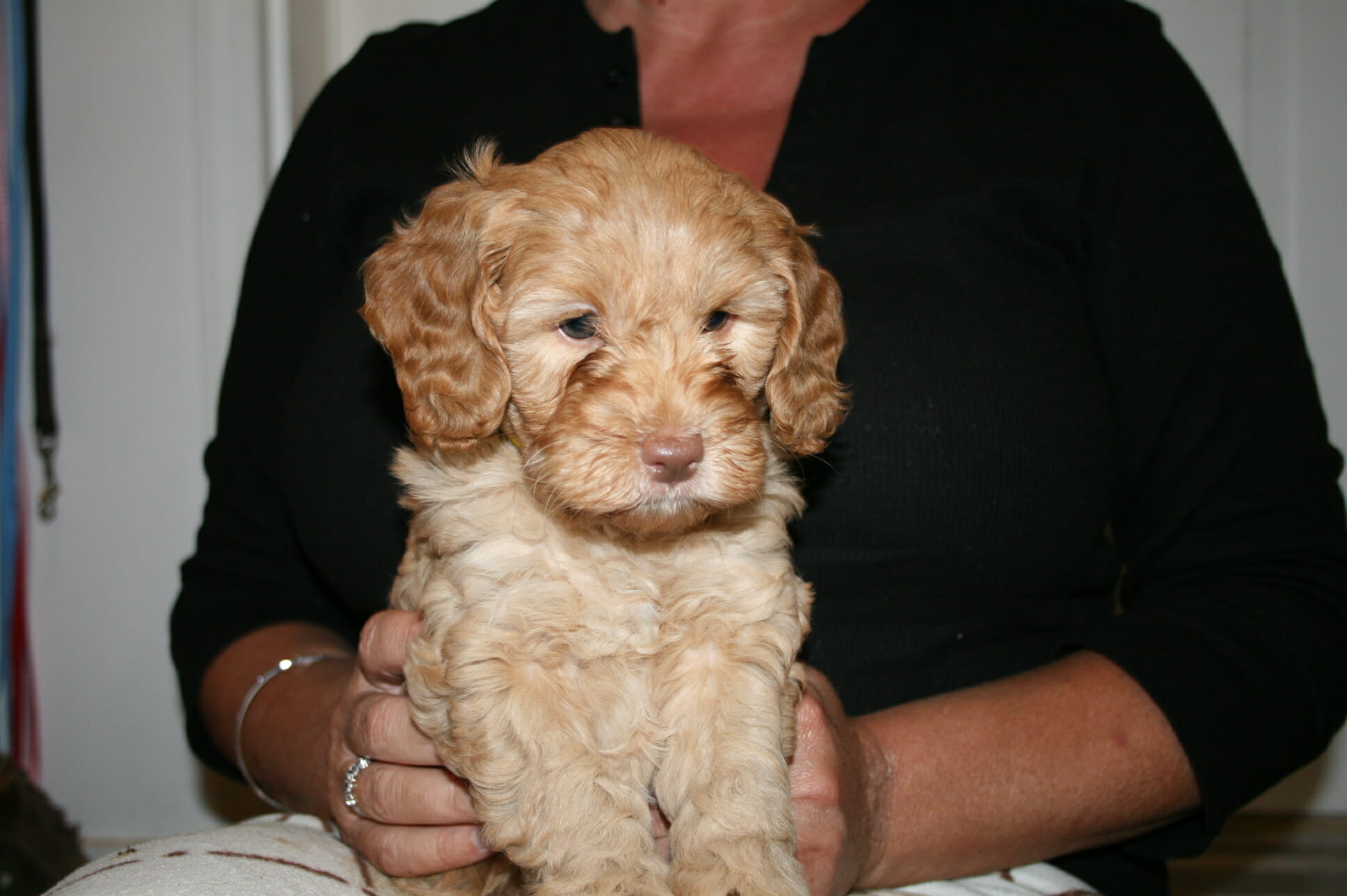 Our LAST Labradoodle Puppy Birth Announcement Video | Petite Noix E 01 ...