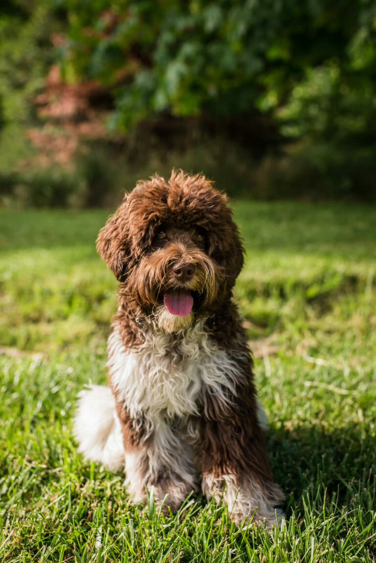 Kale’a – Van Isle Labradoodles