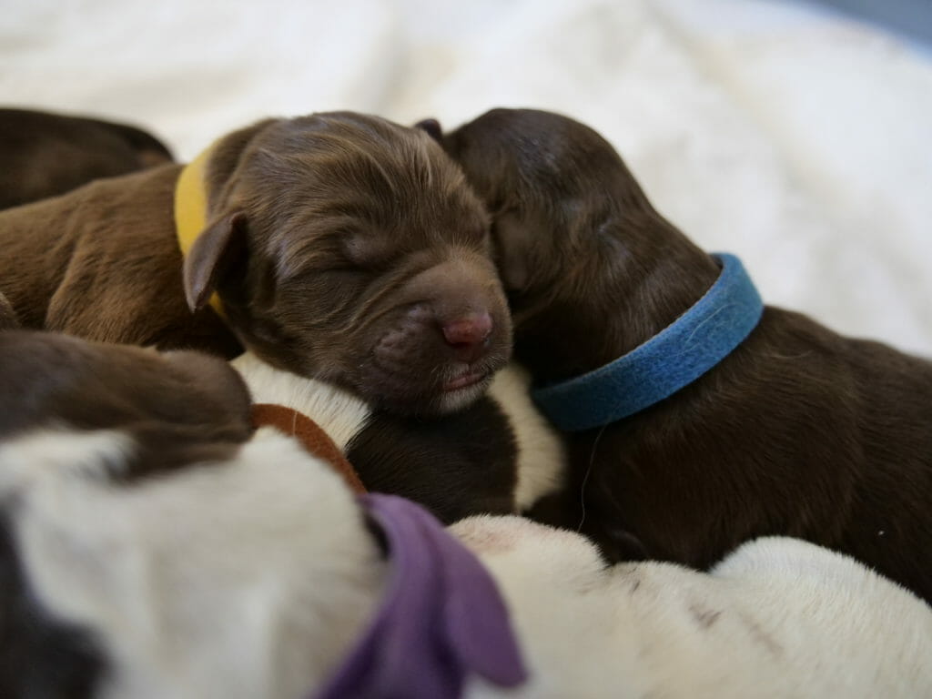 The Chocolate Truffle Parti Puppies Arrive – Van Isle Labradoodles