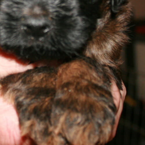 Labradoodle Colours and Patterns Explained – Van Isle Labradoodles