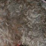 Labradoodle Colours and Patterns Explained – Van Isle Labradoodles