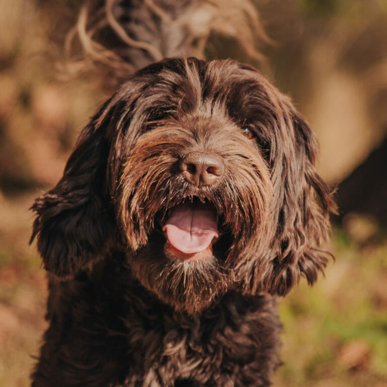 Labradoodle Colours and Patterns Explained – Van Isle Labradoodles