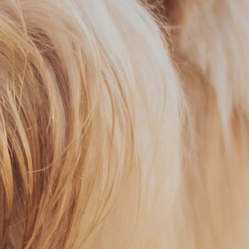 Labradoodle Colours and Patterns Explained – Van Isle Labradoodles