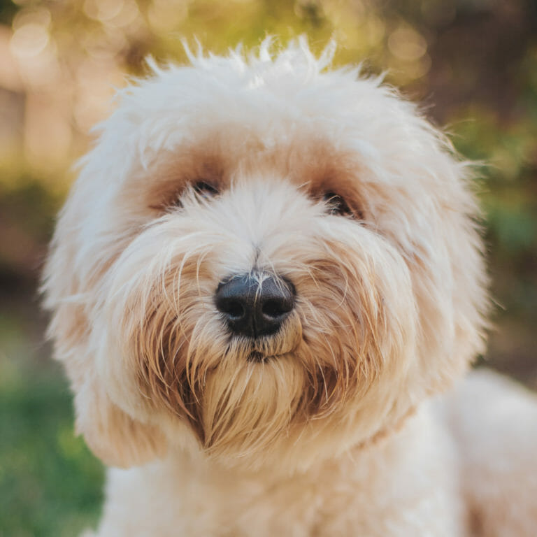 Labradoodle Colours and Patterns Explained – Van Isle Labradoodles