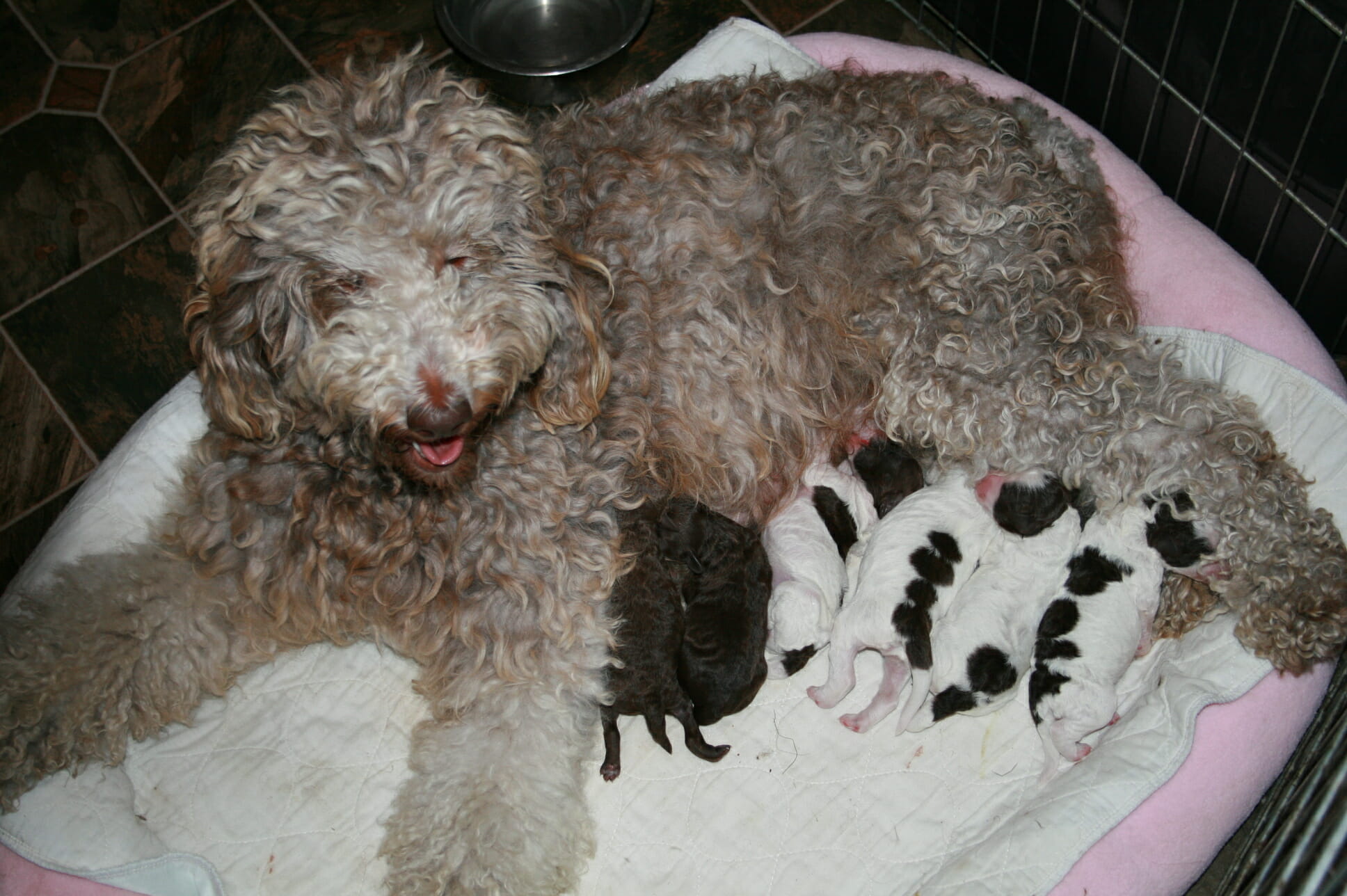 Labradoodle Colours and Patterns Explained – Van Isle Labradoodles