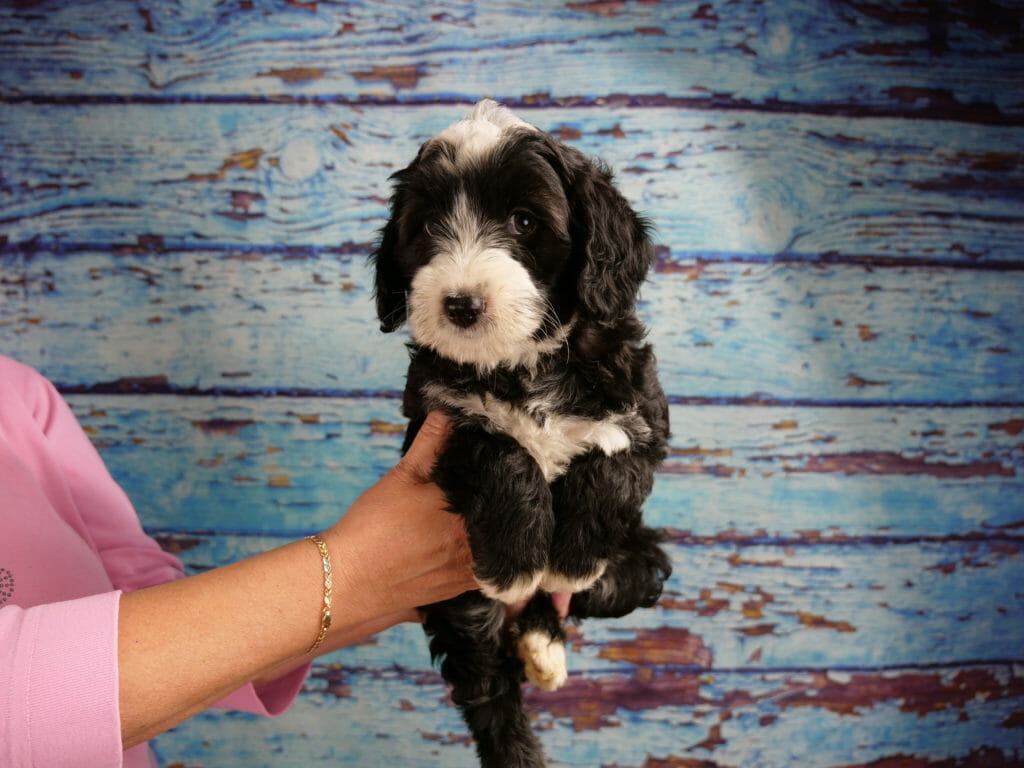 Labradoodle Colours and Patterns Explained – Van Isle Labradoodles