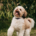 Labradoodle Colours and Patterns Explained – Van Isle Labradoodles