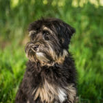 Labradoodle Colours and Patterns Explained – Van Isle Labradoodles