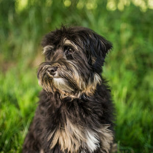 Labradoodle Colours and Patterns Explained – Van Isle Labradoodles