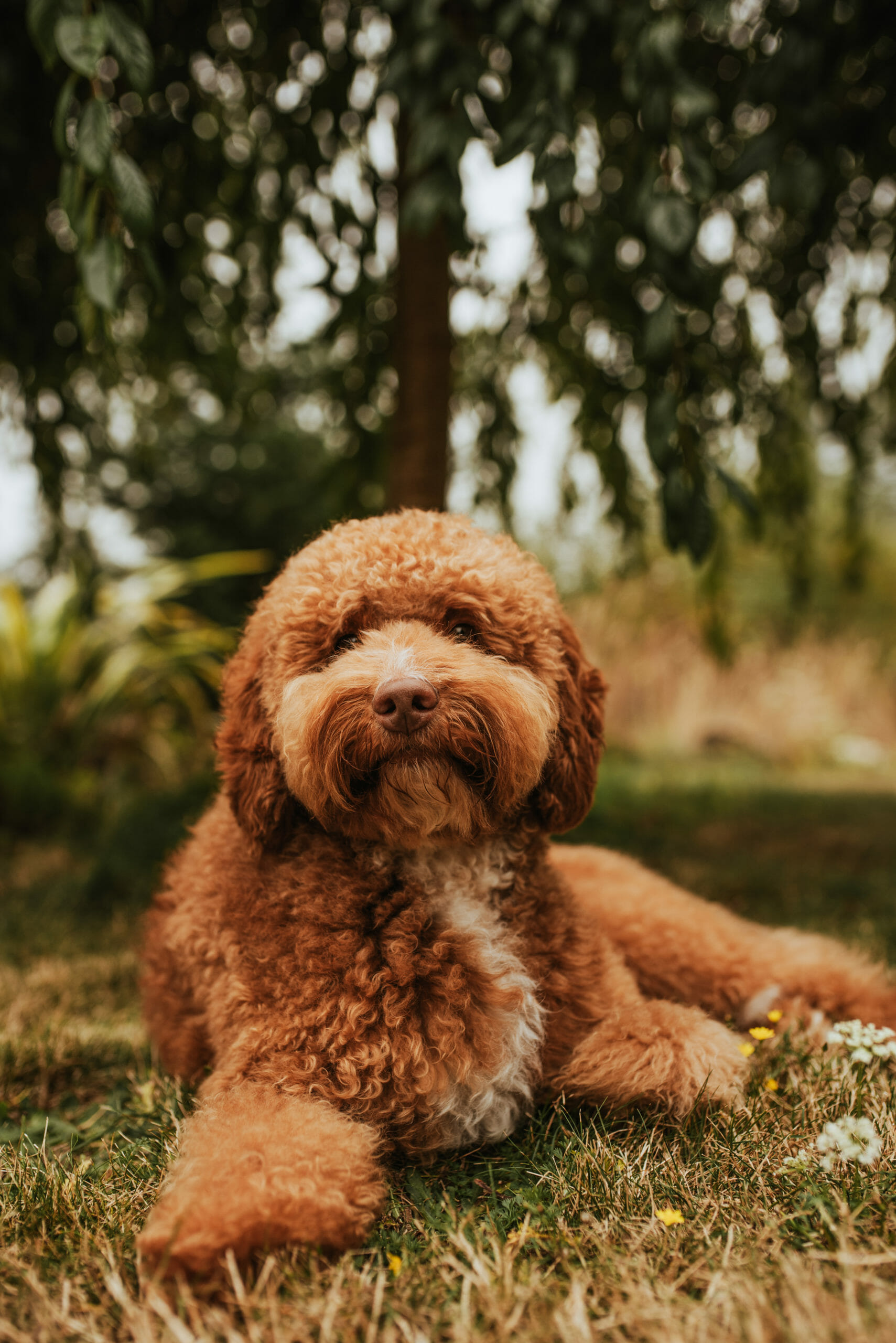 Copper – Van Isle Labradoodles