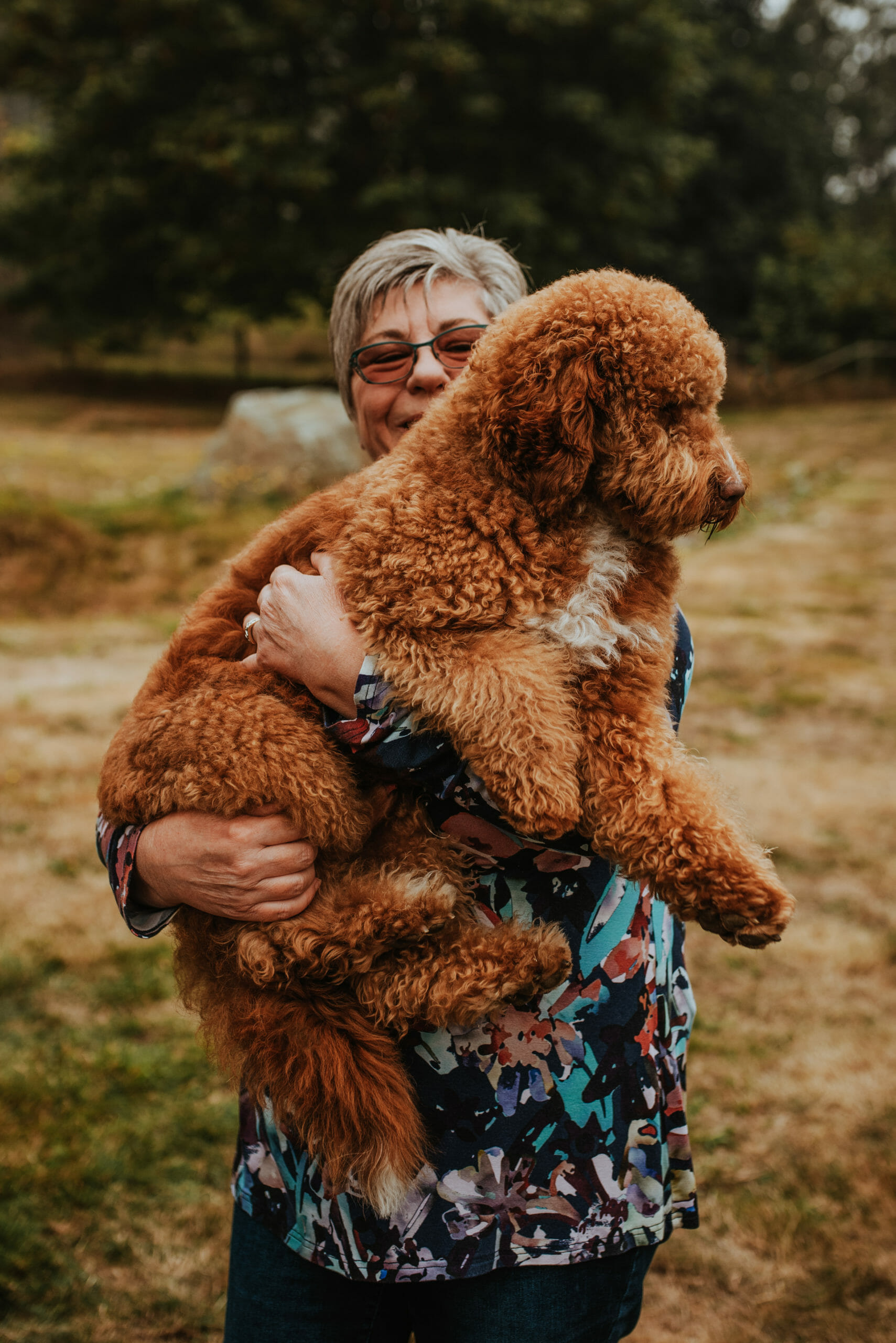 Copper – Van Isle Labradoodles