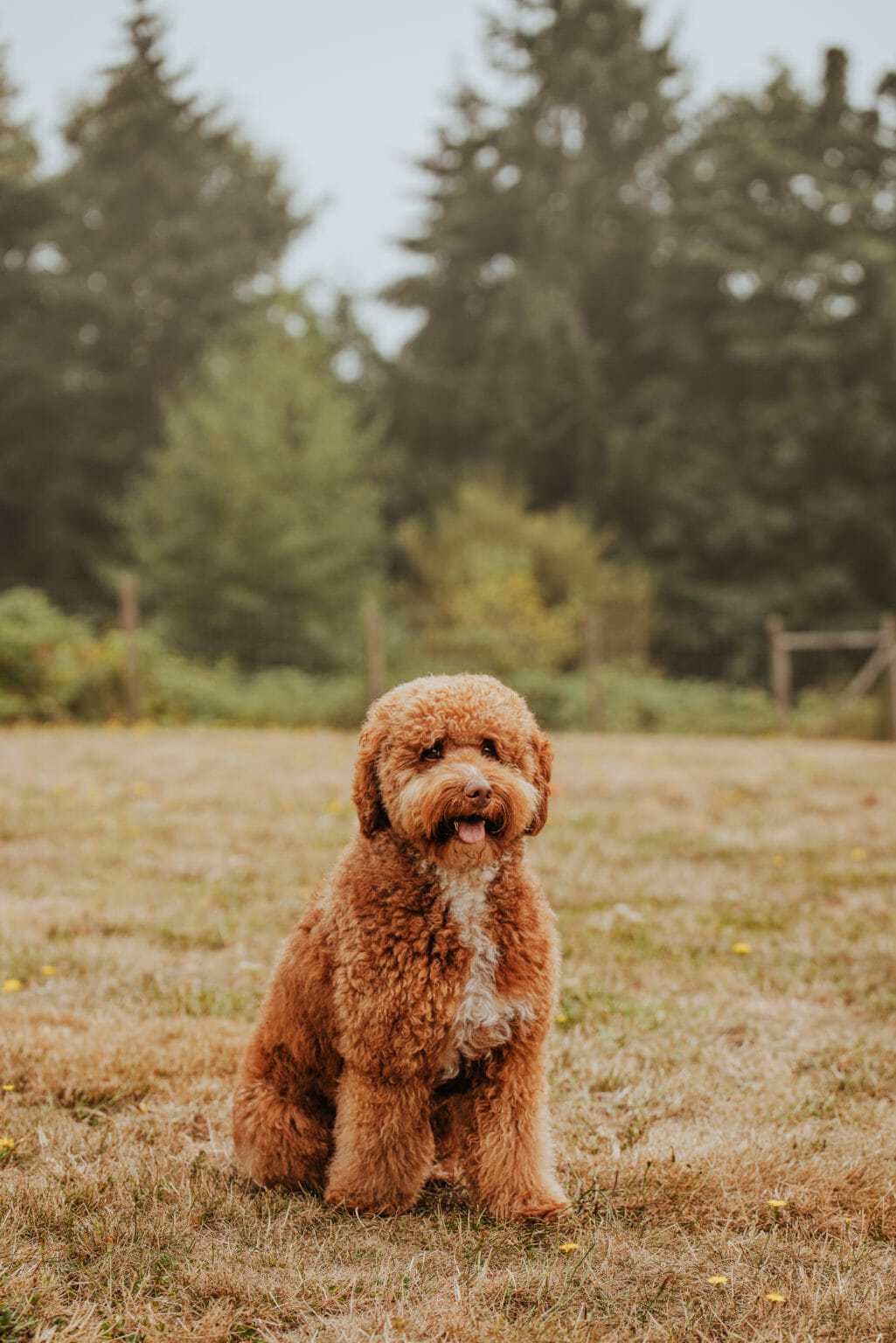 Copper – Van Isle Labradoodles