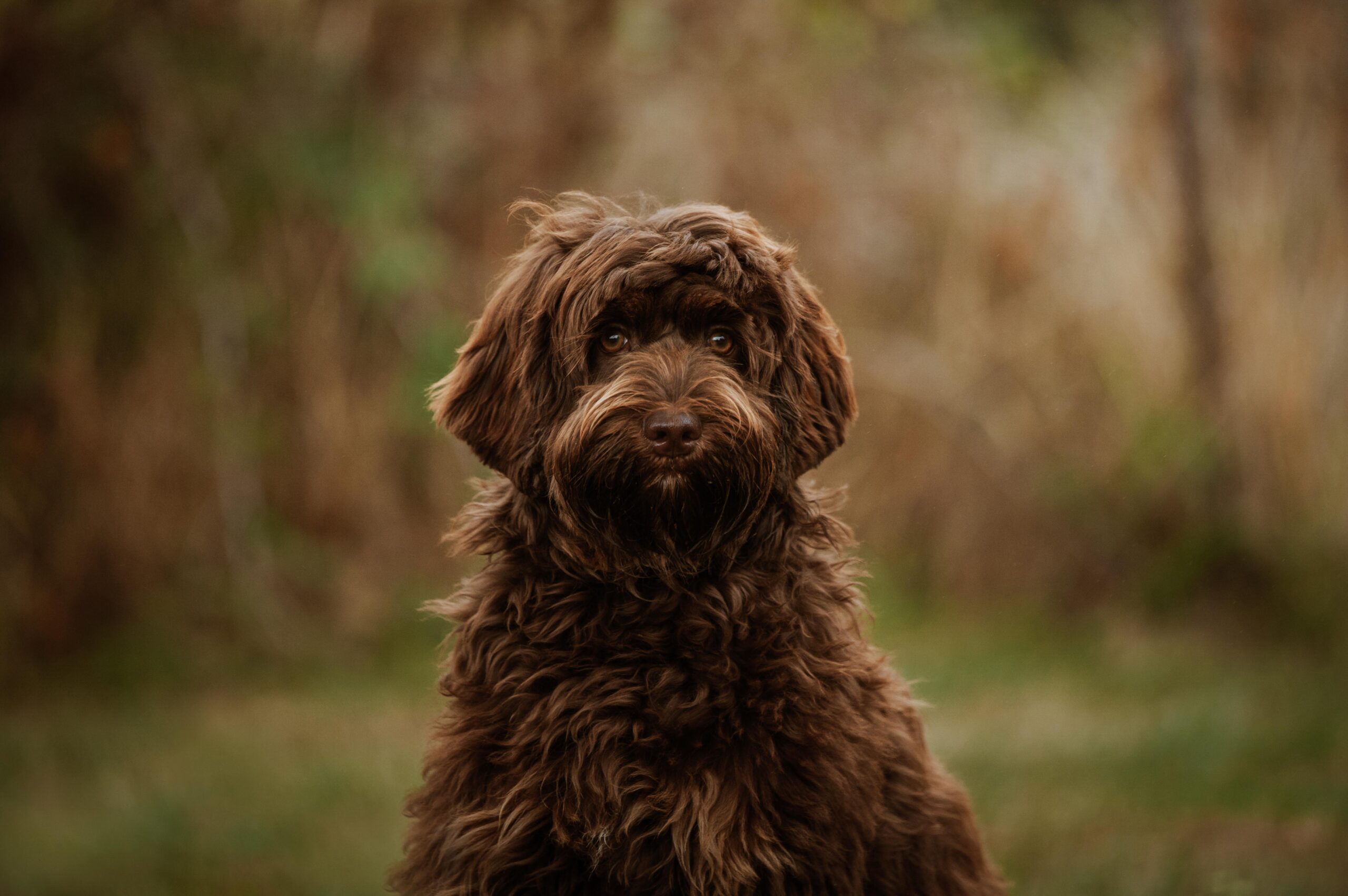 Kali Archives | Van Isle Labradoodles