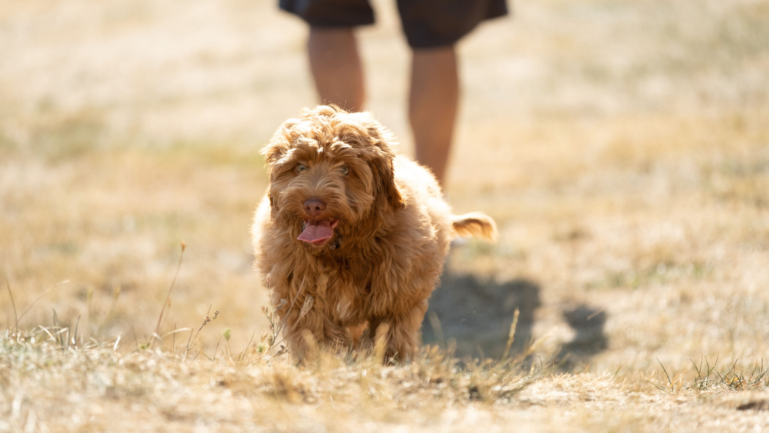 2022 Labradoodle family reunion: Over 60 dogs and a hundred families ...