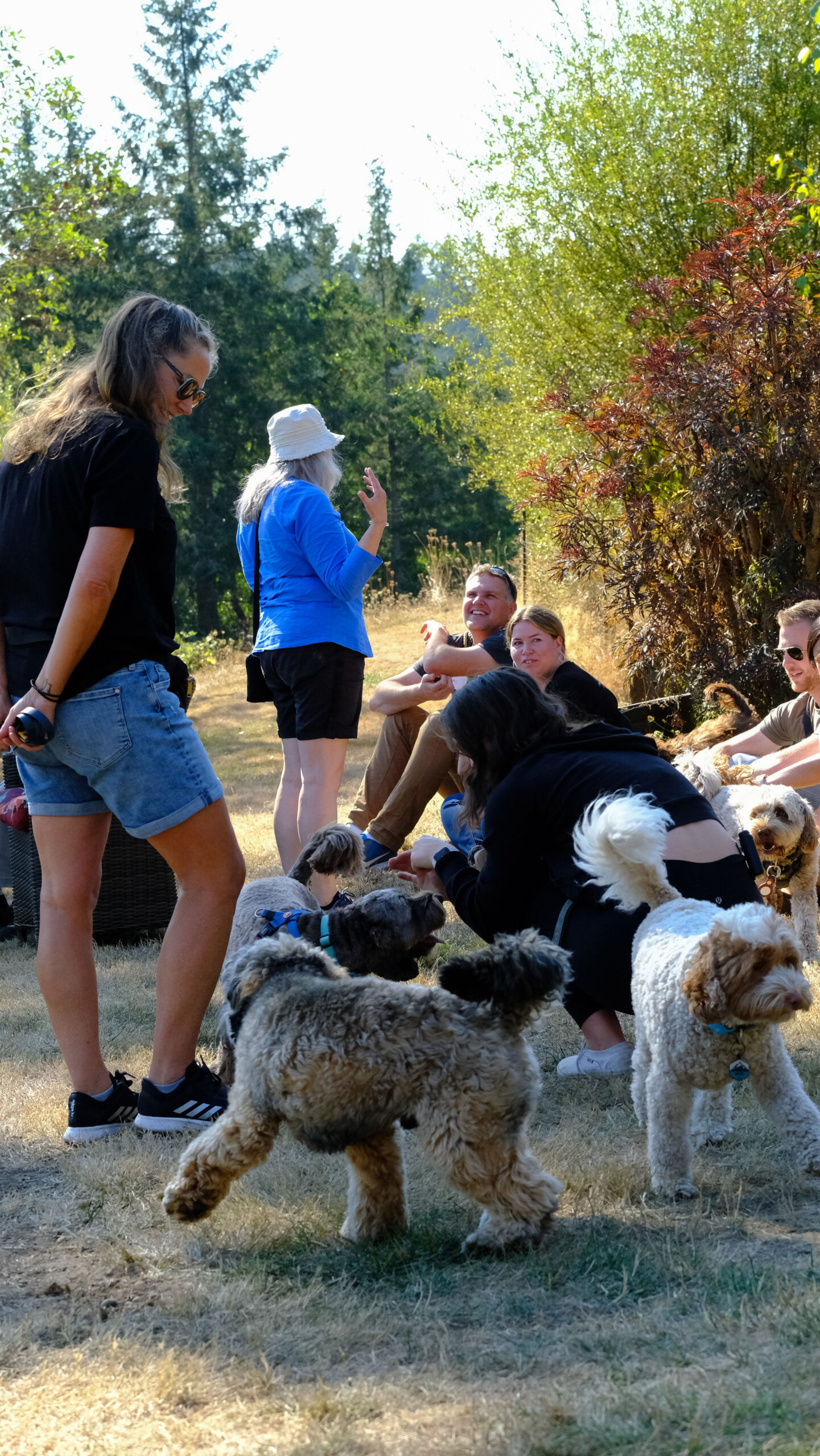 2022 Labradoodle family reunion: Over 60 dogs and a hundred families ...