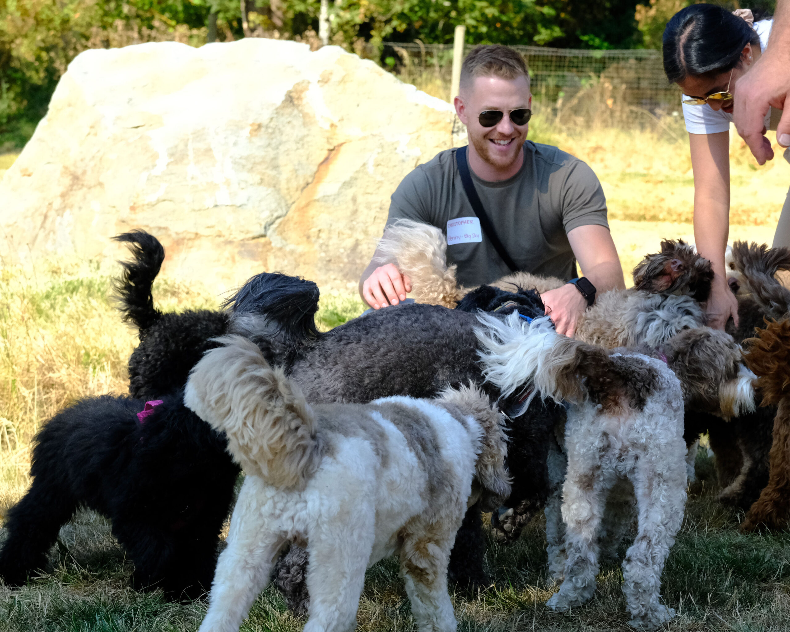 2022 Labradoodle family reunion: Over 60 dogs and a hundred families ...