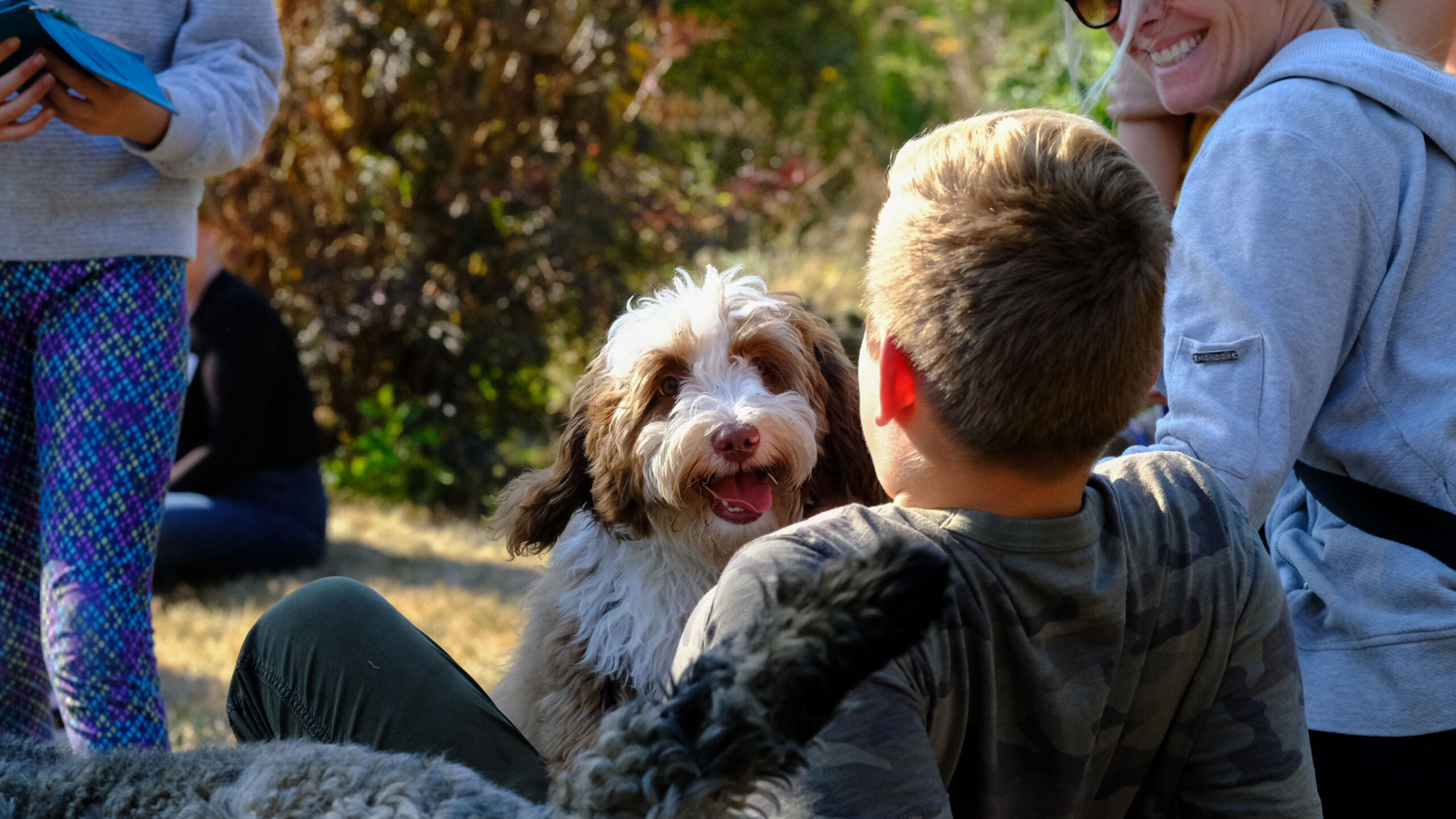 2022 Labradoodle family reunion: Over 60 dogs and a hundred families ...